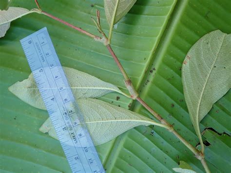 Polygonum Polygonaceae