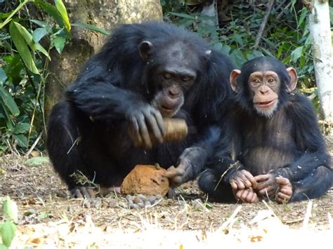 Chimpanzees Crack The Code To Human Evolution