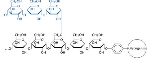 Glycogen Metabolism