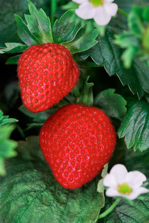 Plenty Completes Restructuring Emerges From Chapter 11