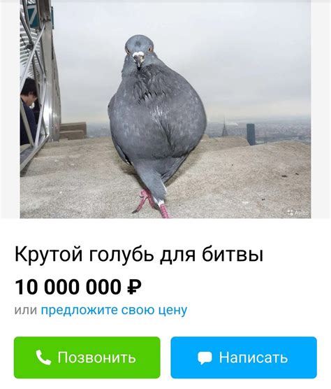 Боевой голубь | Пикабу