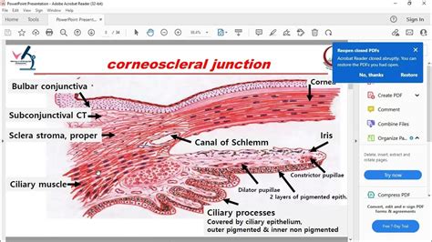 Ss Module Revision Part 1 Eye Youtube