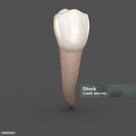 치과 해부학 하악 두 번째 소구치 치아 의학적으로 정확한 치과 3d 일러스트레이션 구강에 대한 스톡 사진 및 기타 이미지 구강 둥근 돌출부 디지털 생성 이미지