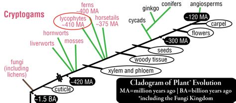 Plant Cladogram