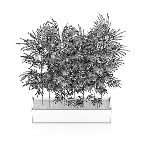 Bamboos In Large Rectangular Pot 3d Model Download Houseplants On