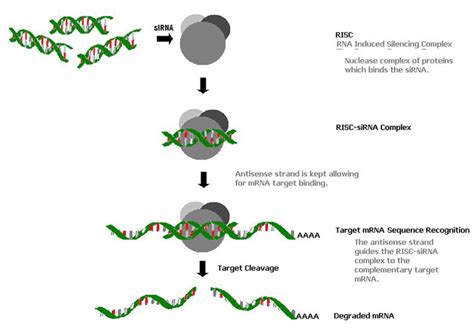 Sirna Synthesis Rna Synthesis Services Guangzhou Ige