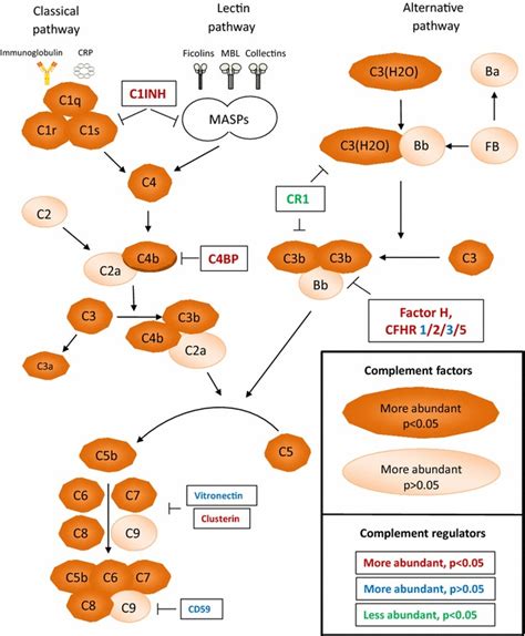 Glomerular Abundance Of Complement Proteins Characterized By Proteomic