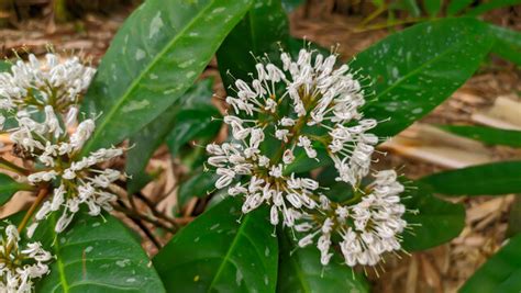รูปภาพviruchi เลือกดูภาพถ่ายสต็อก เวกเตอร์ และวิดีโอ191 Adobe Stock
