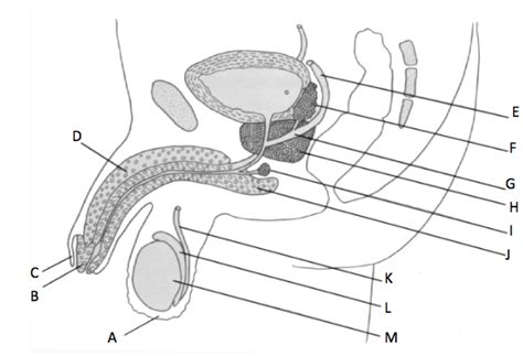 Male Section Anatomy Diagram Quizlet