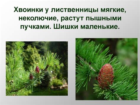 Хвойные растения презентация онлайн