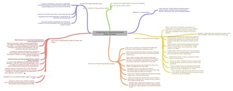 Concept Map 11 Reproductive System Ashley Thompson Coggle Diagram