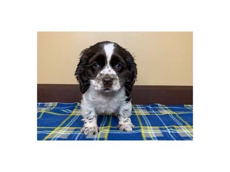 Cocker Spaniel Petland Florence Kentucky