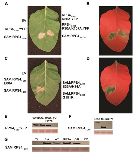 Csu Experiments Reveal Details Of Plant Immune System Colorado State