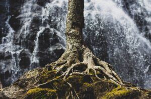 What Dissolves Tree Roots In Sewer Lines Solved Everything Arboriculture