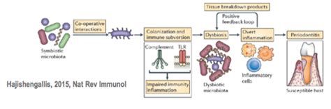 2 Pathogenesis Of Periodontal Disease 1 Flashcards Quizlet