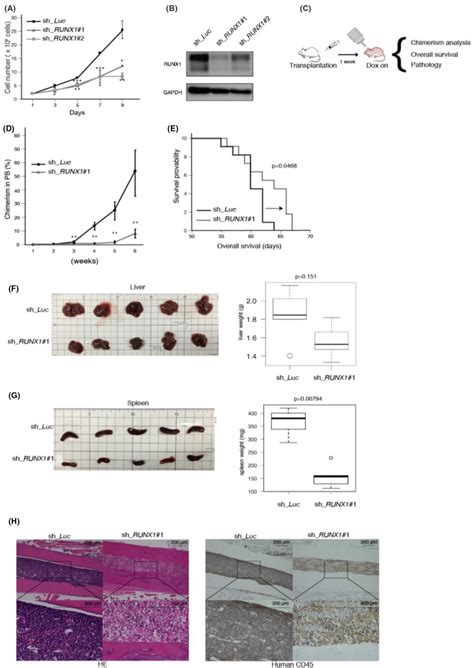 The Expression Of RUNX Is Required In The Maintenance Of Ph ALL Download Scientific Diagram