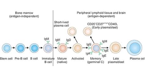 Get An Overview Of B Cell CUSABIO