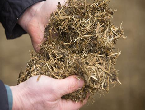 Sampling For Success How Silage Sampling Can Help You Sruc