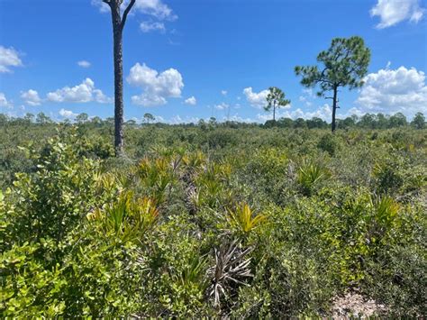 25m Federal Grant Will Protect Rare Habitat On Lake Wales Ridge
