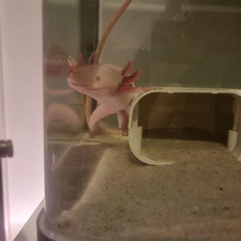 Sid Based On The Real Sid Rblender