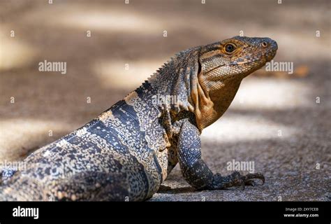 Black Spiny Tailed Iguana Ctenosaura Similis Adult Female Manuel