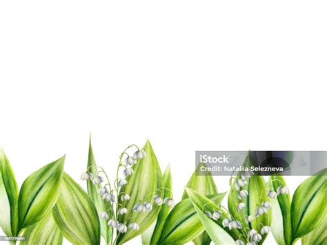 계곡의 백합 꽃다발의 수채화 세트는 흰색 배경에 분리되어 있다 봄 손으로 그린 그림입니다 디자이너 결혼식 장식 엽서 포장지