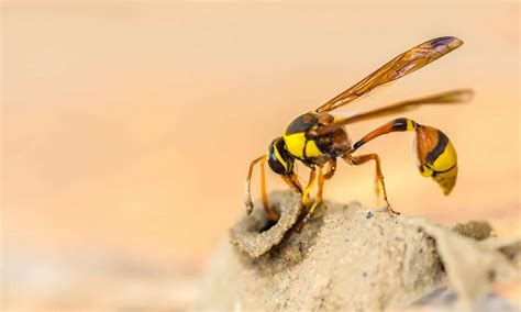 Why Do Insects Like Flowers At Jaime Trujillo Blog