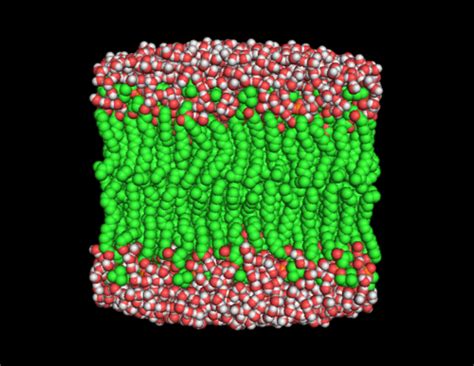 Chapter 7 Cell Structure And Function Flashcards Quizlet