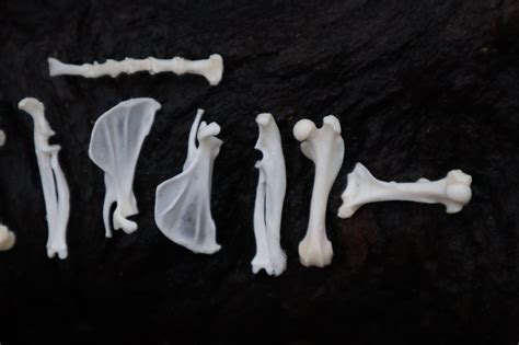 Pocket Gopher Bone Lot Freyja S Forest