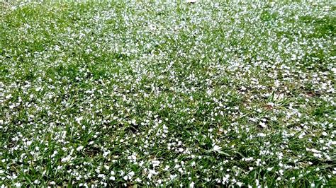 Fall Winterization Green Blades Lawn Maintenance