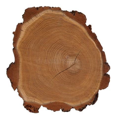 Cross Section Of Tree Trunk Stock Image Image Of Isolated Circle
