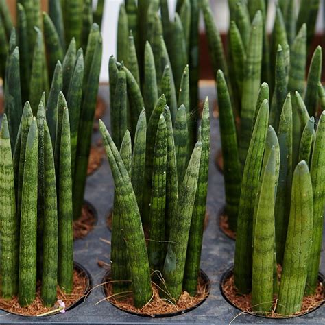 Sansevieria Cylindrica Flower