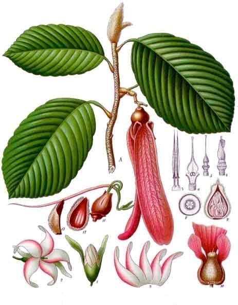 Dipterocarpus Alchetron The Free Social Encyclopedia