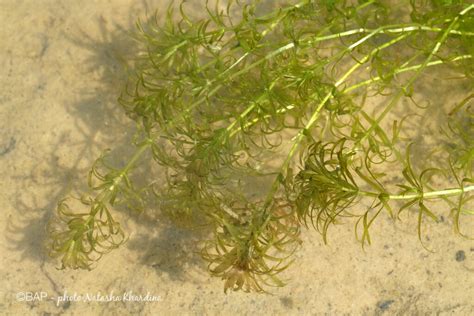Elodea Granatensis Bonpl Bap