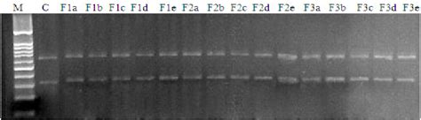 Restriction Fragment Patterns Of Cpdna By Ndei Lane M 100 Bp Ladder Download Scientific