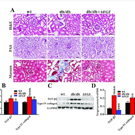bfgf recovered renal fibrosis in db db mice a representative download scientific diagram