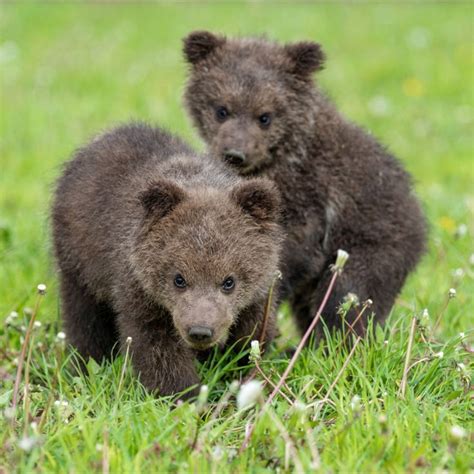 Bear Cubs Adorable Brown Bear Cubs
