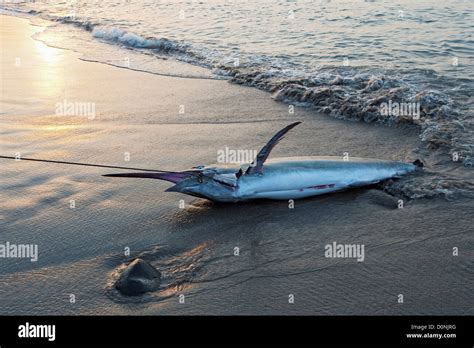 A Dead Marlin On A Hook Being Dragged Up The Beach Lamalera Lembata