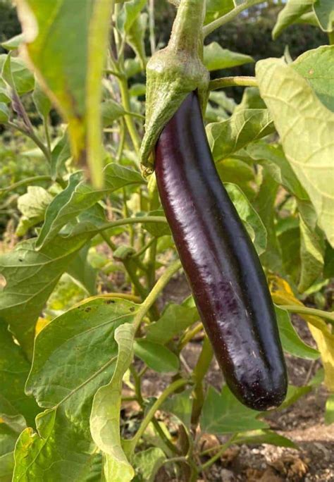 6 Eggplant Varieties To Grow In The Veggie Patch Or Pots One Looks
