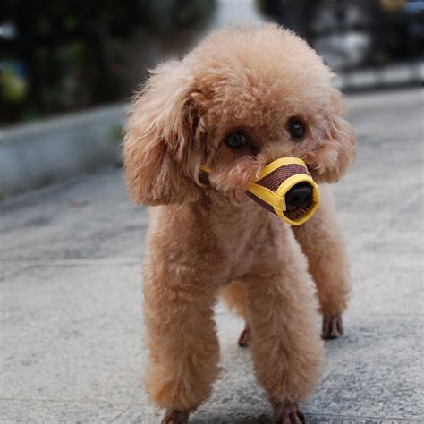 Chiwawa Muzzle New Arrivals