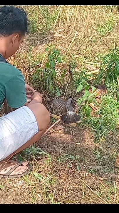 Si Ladusing Garuda Kutilang Gacorrr Shorts Youtube