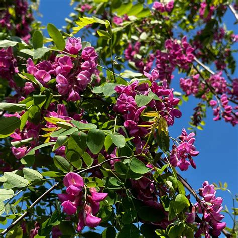 Purple Flowering Locust Tree Purple Robe Black Locust Shelby
