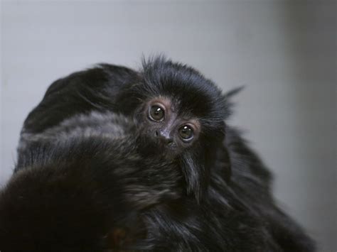 Endangered Monkey The Size Of A Golf Ball Born At Cornwalls Newquay
