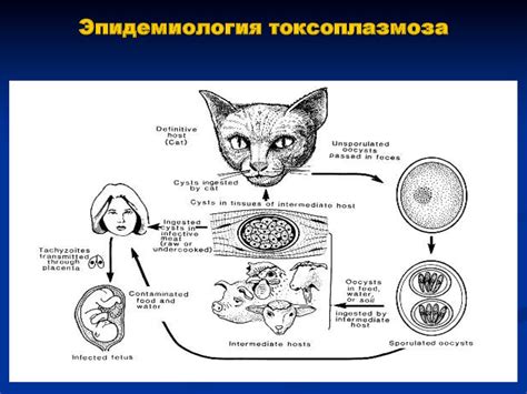 Токсоплазмоз Заболеваемость и смертность при токсоплазмозе презентация онлайн