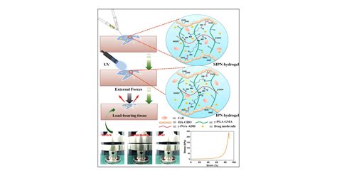 Covalently Adaptable Hydrogel Based On Hyaluronic Acid And Polyγ Glutamic Acid For Potential