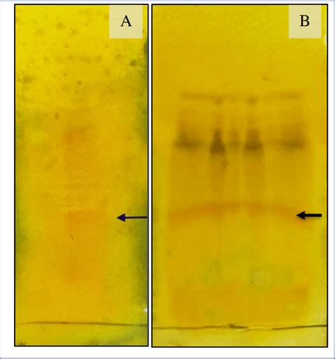 6 A Tlc Chromatogram Of Chloroform Fraction From Hot Method Applied As Download Scientific