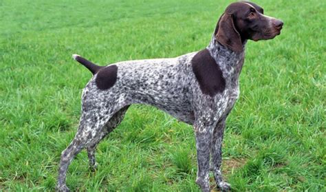 German Shorthaired Pointer Vs Labrador Retriever Breed Comparison