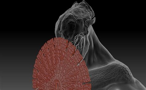 Feral Predator Prey Shield Opened And Closed Versions 3d Model 3d