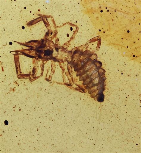 Rare Solifugae Camel Spider Fossil Inclusion In Burmese Amber Etsy
