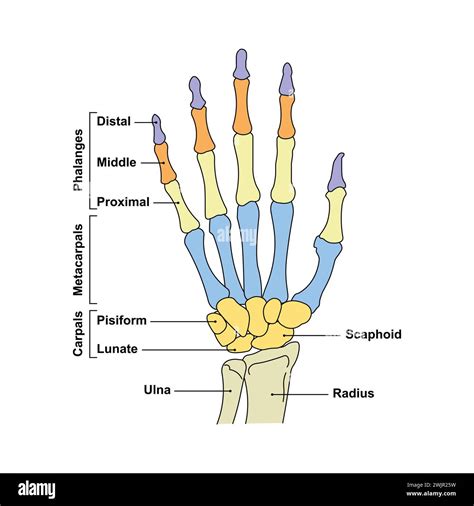 Bones Of The Hand Carpals Metacarpals Phalanges Bones Of The Hand